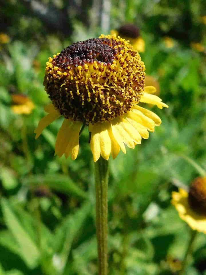 60+ Beautiful Flowers that Start with H: Ultimate Collection ...