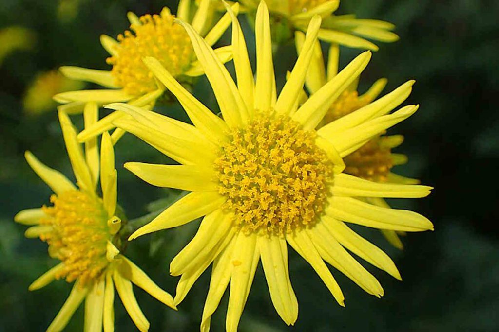 20+ Stunning Flowers that Look Like Sunflowers - SimplyBeyondHerbs