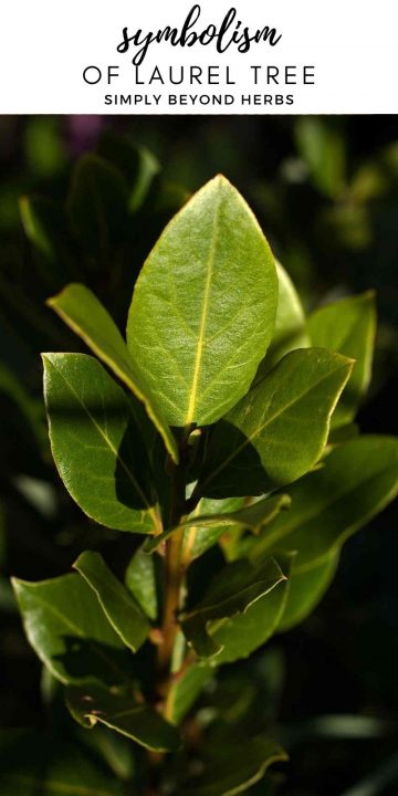 Laurel Tree Symbolism: Ultimate Guide - SimplyBeyondHerbs