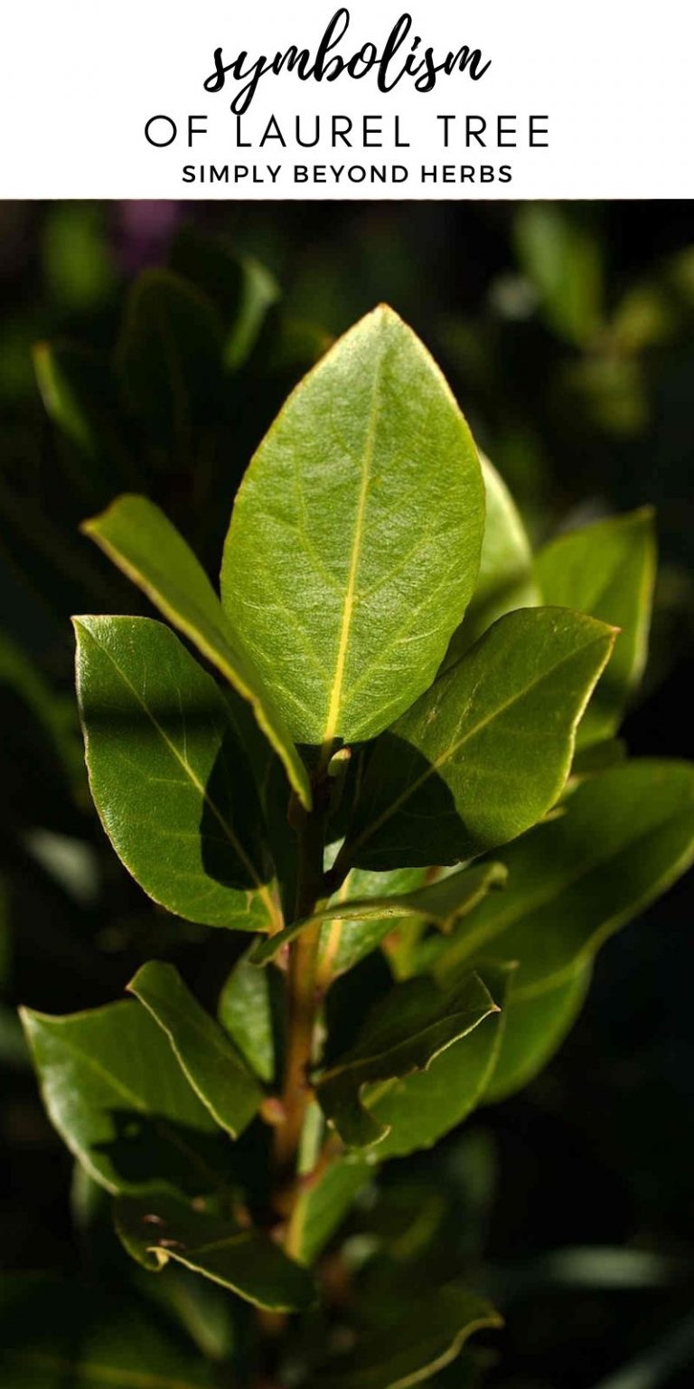 Laurel Tree Symbolism: Ultimate Guide - SimplyBeyondHerbs