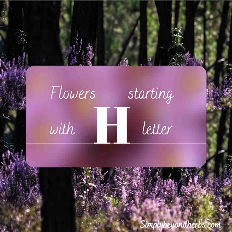 60+ Beautiful Flowers that Start with H: Ultimate Collection ...
