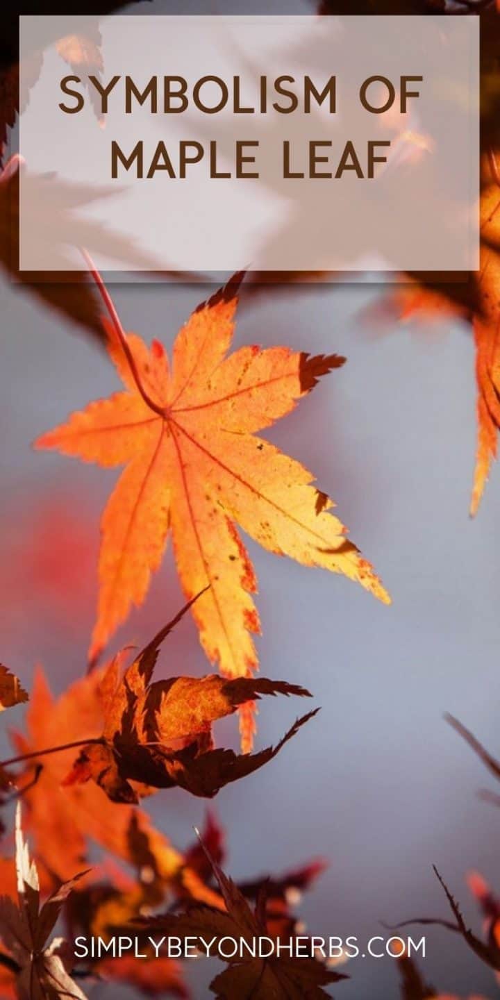 Maple Leaf Symbolism: The Ultimate Guide to the Symbol of Canada ...