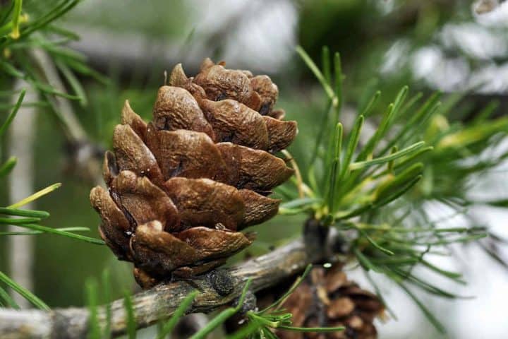 Pine Cone Symbolism and Meaning Uncovered: Ultimate Guide ...