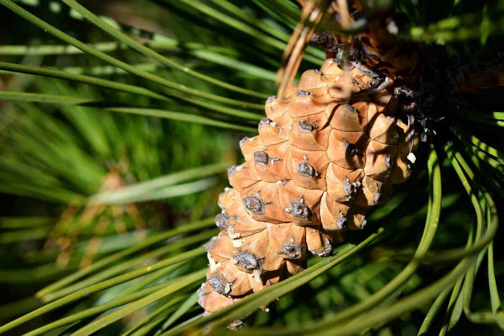 Pine Cone Symbolism and Meaning Uncovered: Ultimate Guide ...