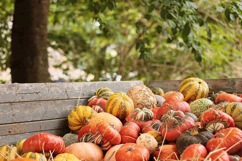 Autumn symbolism: Ultimate guide to fall season meaning - SimplyBeyondHerbs