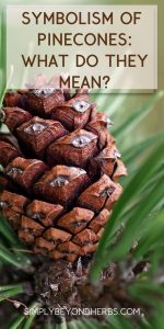 Pine Cone Symbolism and Meaning Uncovered: Ultimate Guide ...