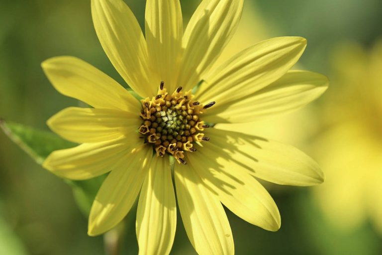 20+ Stunning Flowers that Look Like Sunflowers - SimplyBeyondHerbs