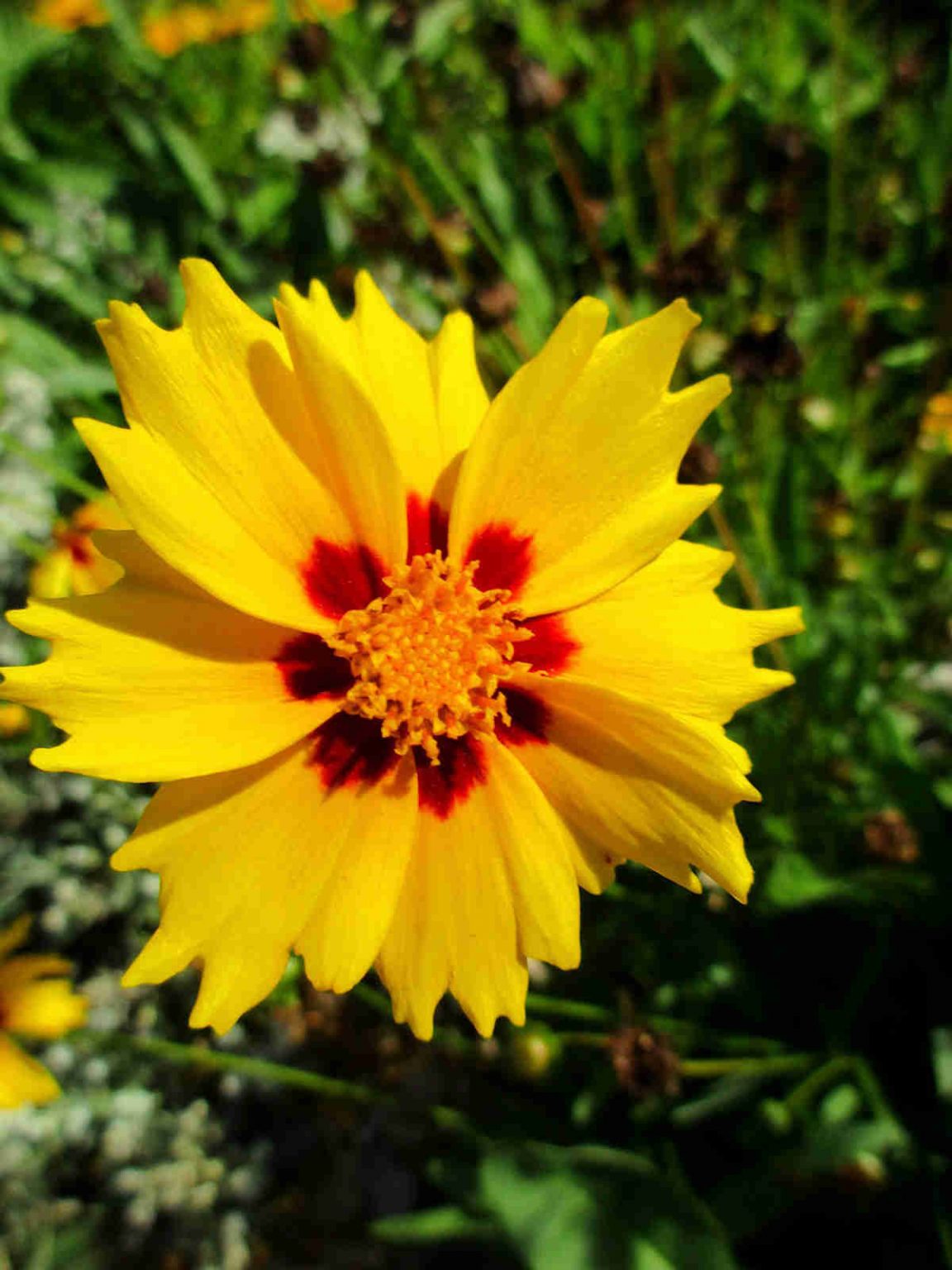 40+ Different Flowers That Look Like Daisy + Growing Tips ...