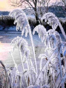 Winter Symbolism: The guide to the meaning of the winter season ...