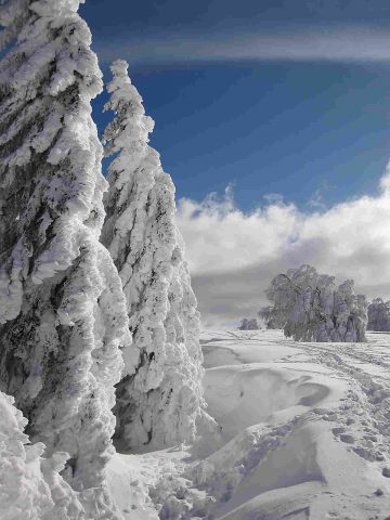 Winter Symbolism: The guide to the meaning of the winter season ...