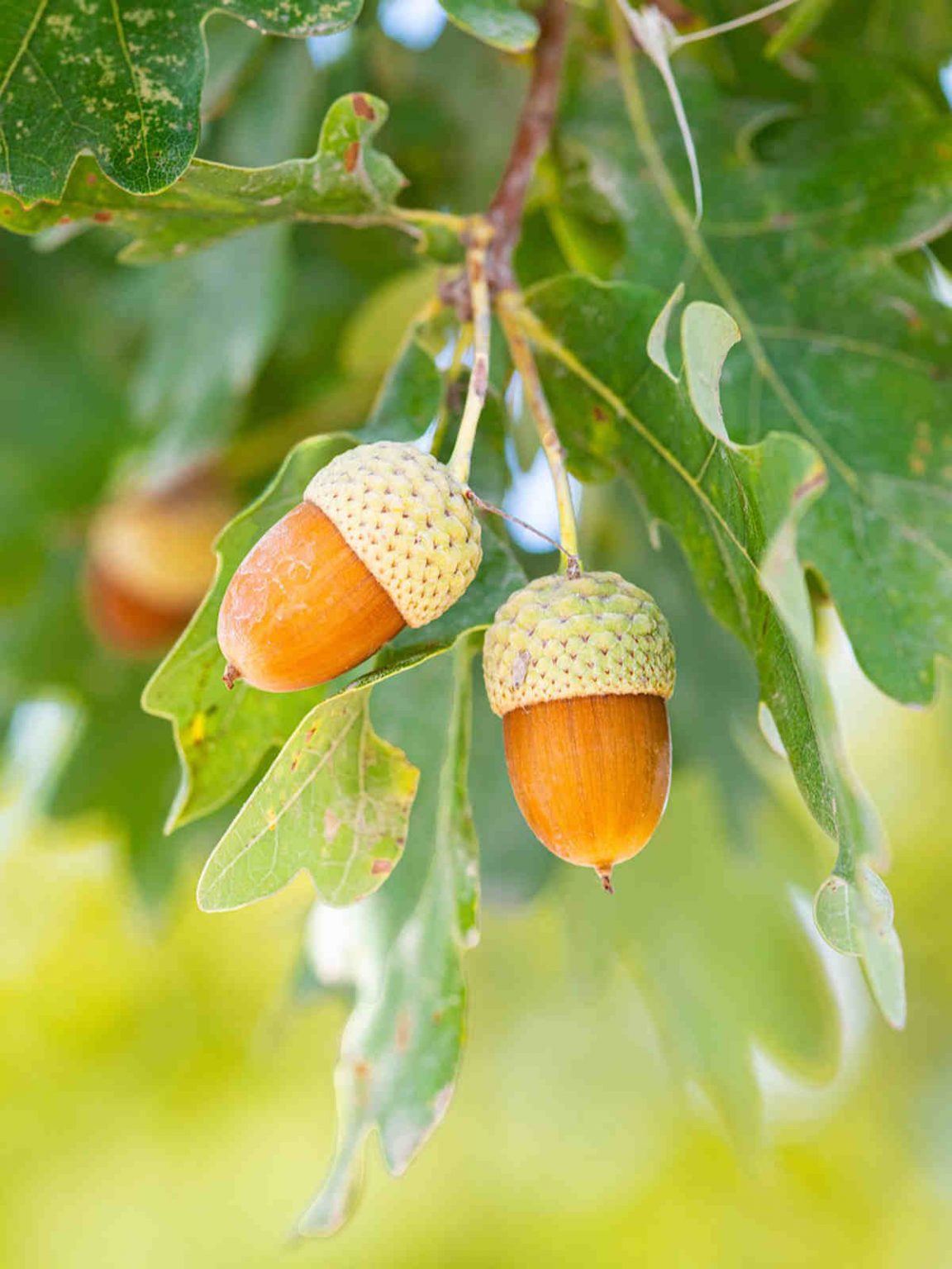 Acorn symbolism and meaning: Ultimate Guide - SimplyBeyondHerbs