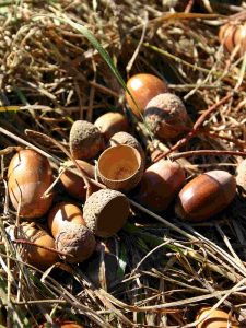 Acorn symbolism and meaning: Ultimate Guide - SimplyBeyondHerbs