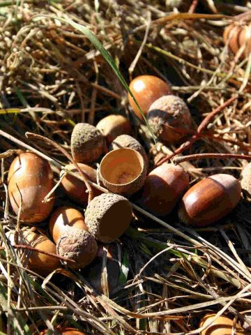 Acorn symbolism and meaning: Ultimate Guide - SimplyBeyondHerbs