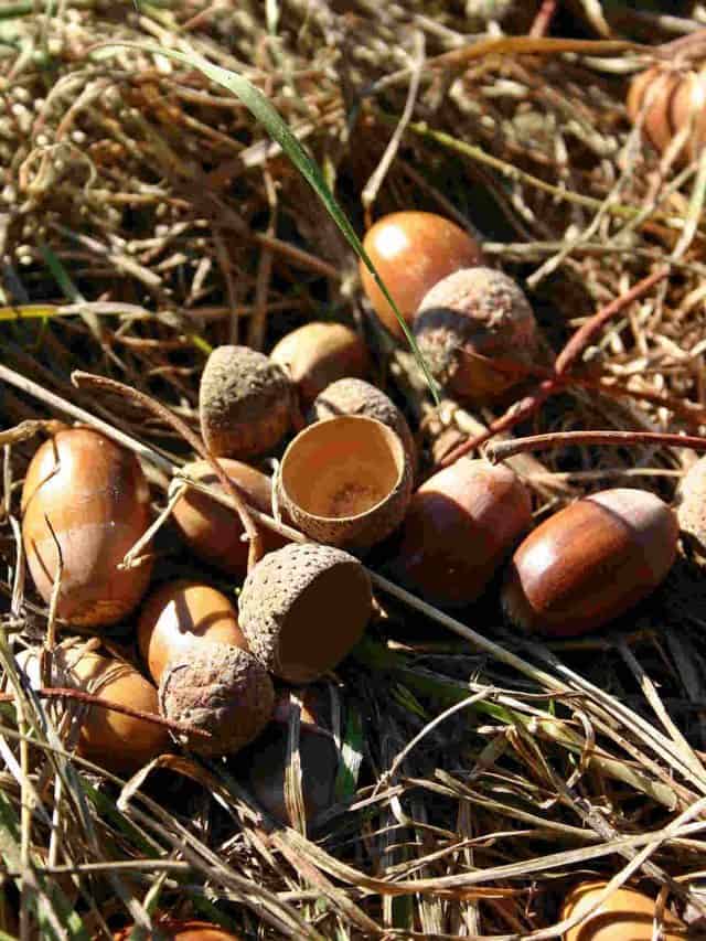 Acorn symbolism and meaning: Ultimate Guide - SimplyBeyondHerbs