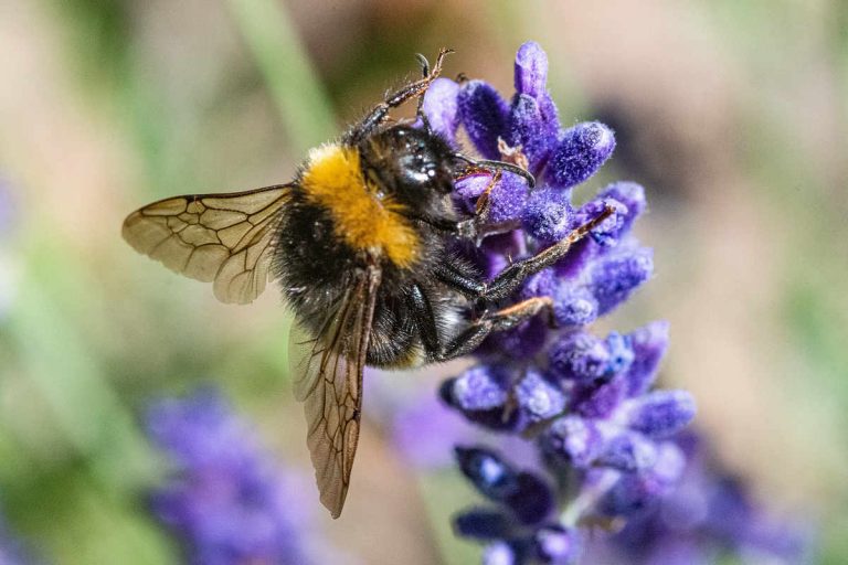 Bumble Bee Symbolism: Unlocking Spiritual Meaning of Bumblebee ...