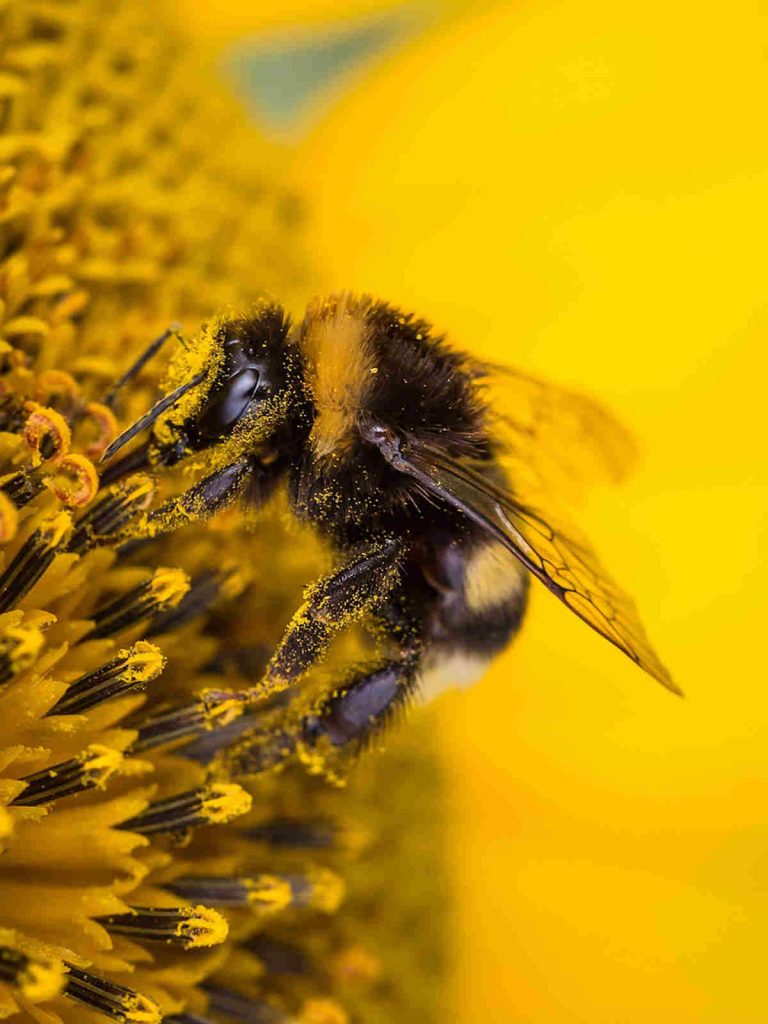 Bumble Bee Symbolism: Unlocking Spiritual Meaning of Bumblebee ...