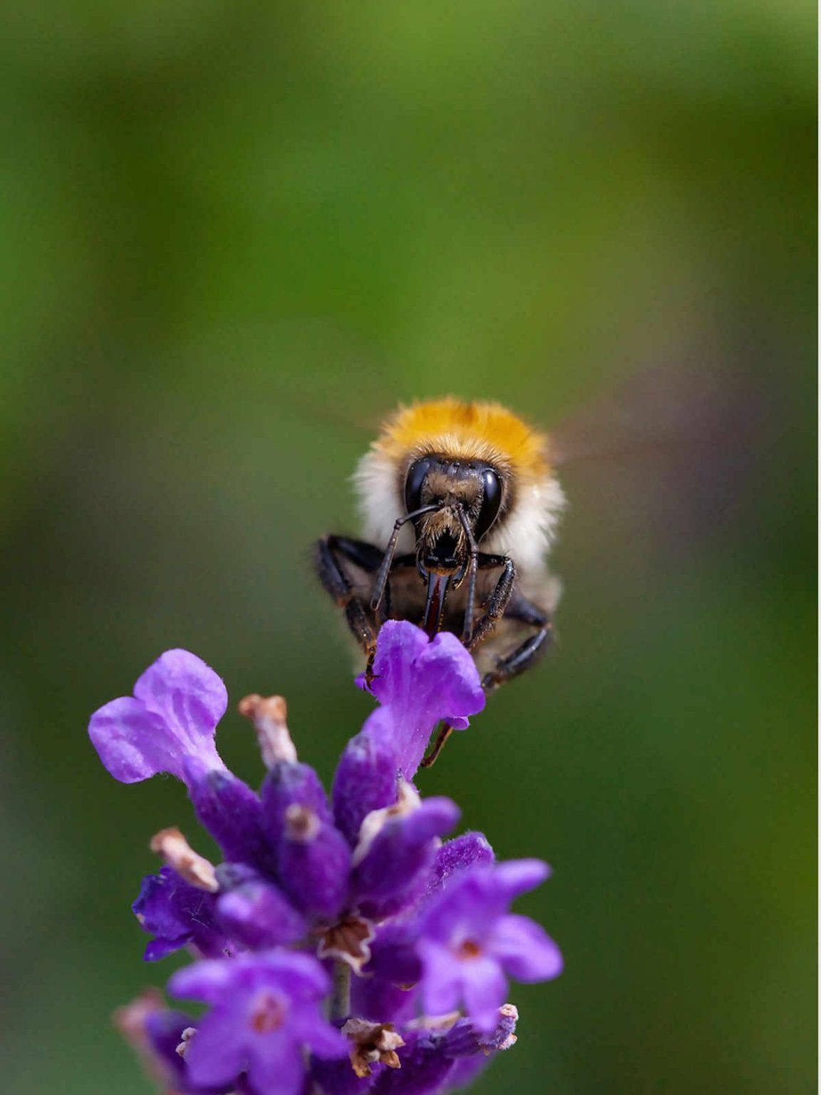 Bumble Bee Symbolism: Unlocking Spiritual Meaning of Bumblebee ...