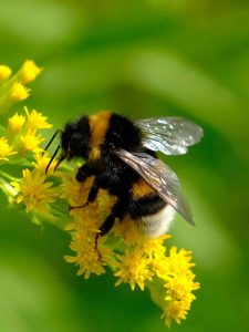 Bumble Bee Symbolism: Unlocking Spiritual Meaning of Bumblebee ...