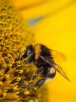 Bumble Bee Symbolism: Unlocking Spiritual Meaning of Bumblebee ...