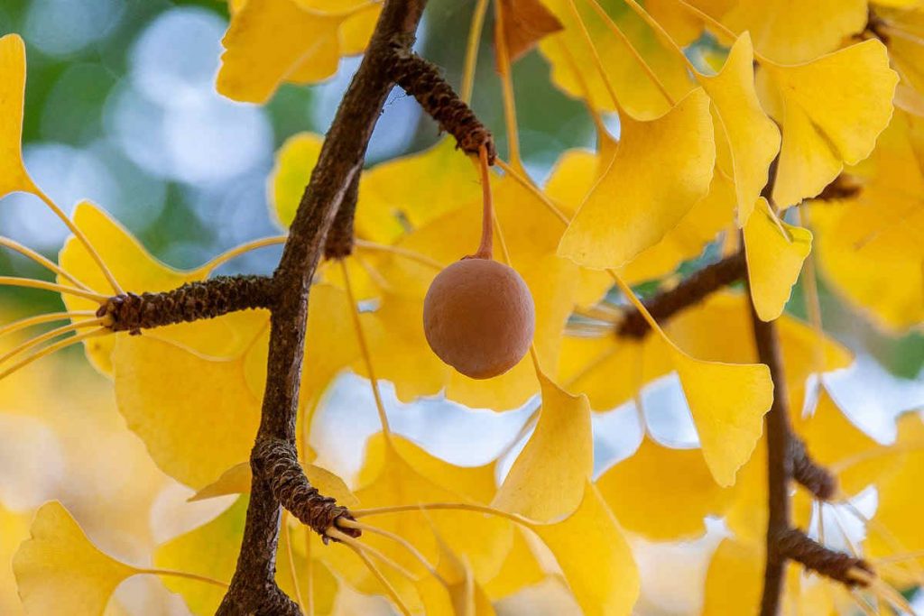Ginkgo Tree Symbolism and Meanings: The Ultimate Guide - SimplyBeyondHerbs