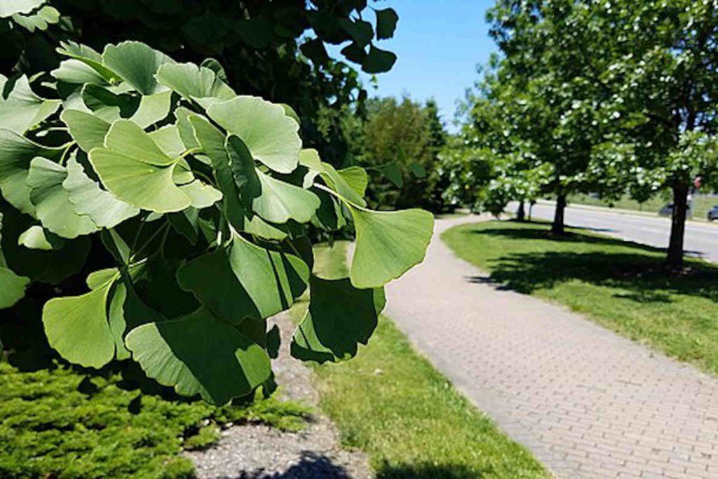 Ginkgo Tree Symbolism and Meanings: The Ultimate Guide - SimplyBeyondHerbs