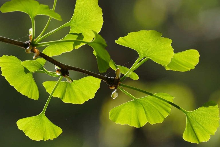 Ginkgo Tree Symbolism and Meanings: The Ultimate Guide - SimplyBeyondHerbs