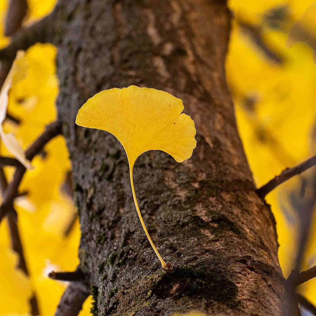 Ginkgo Tree Symbolism And Meanings The Ultimate Guide SimplyBeyondHerbs Ginkgo Tree Symbolism And Meanings The Ultimate Guide SimplyBeyondHerbs