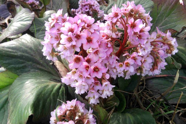 60+ Beautiful Flowers that Start with H: Ultimate Collection ...