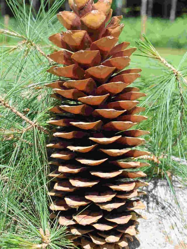 Pine Cone Symbolism and Meaning Uncovered: Ultimate Guide ...