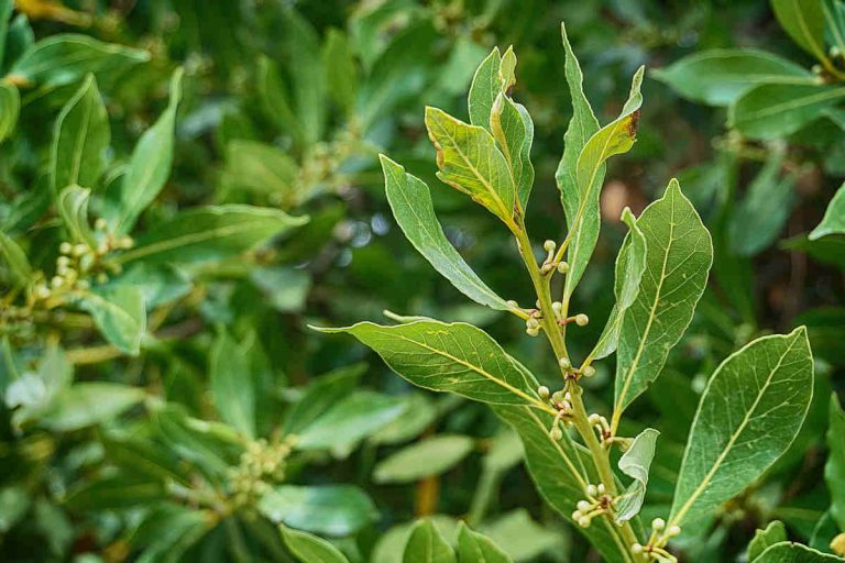Laurel Tree Symbolism: Ultimate Guide - SimplyBeyondHerbs