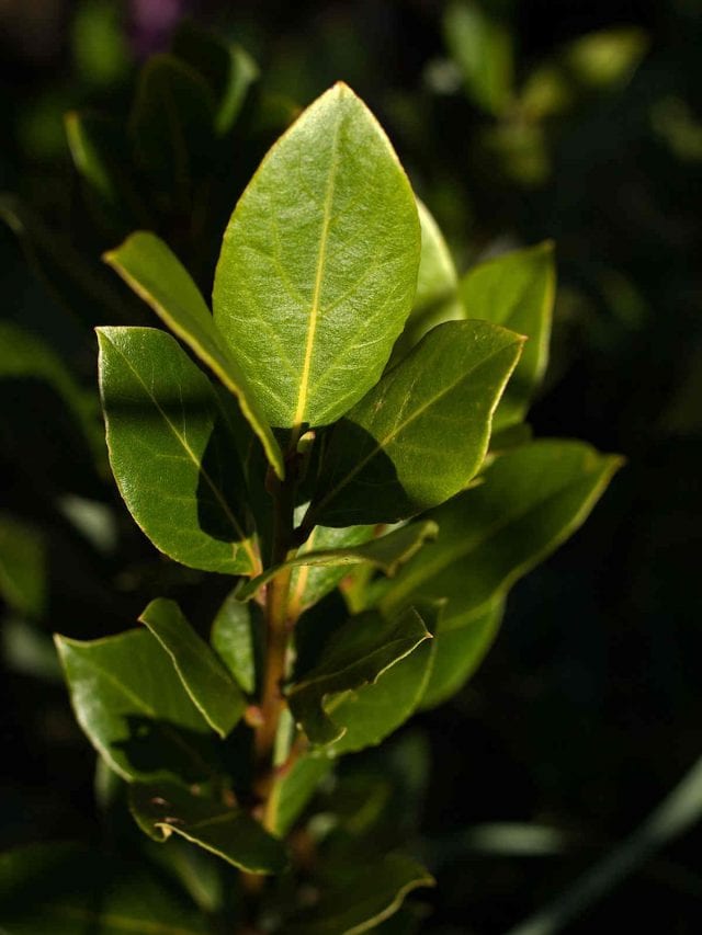 Laurel Tree Symbolism: Ultimate Guide - SimplyBeyondHerbs