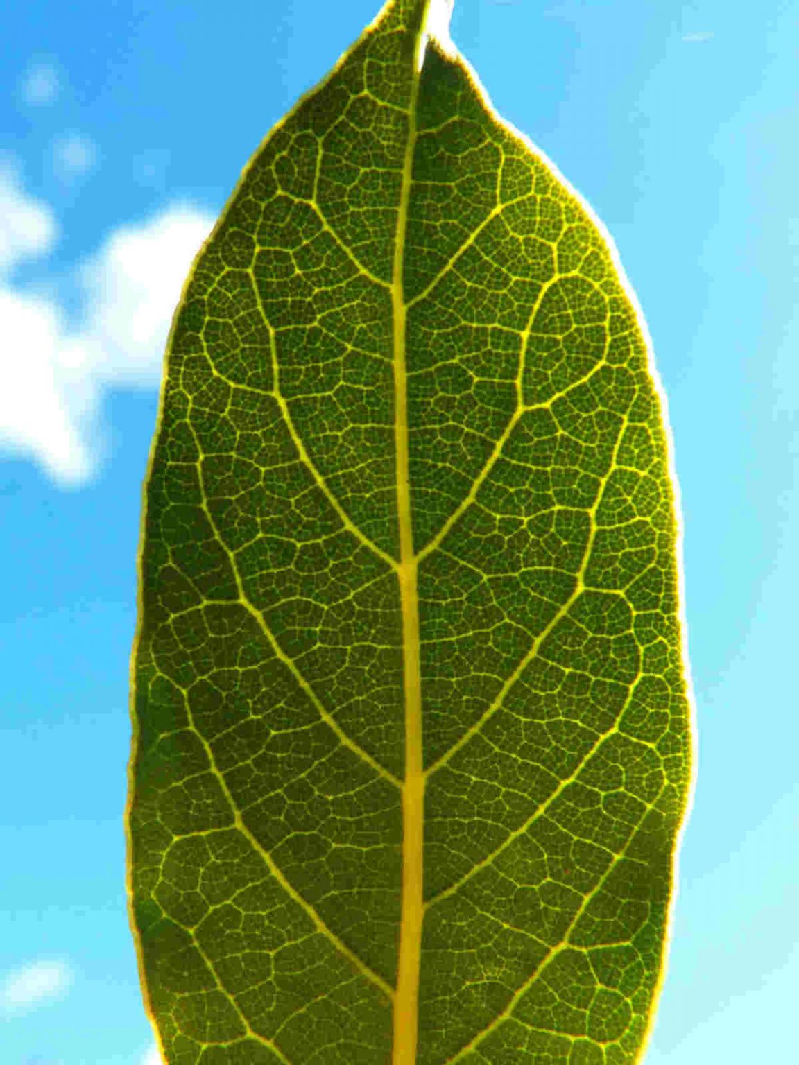 Laurel Tree Symbolism: Ultimate Guide - SimplyBeyondHerbs