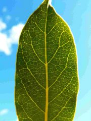 Laurel Tree Symbolism: Ultimate Guide - SimplyBeyondHerbs