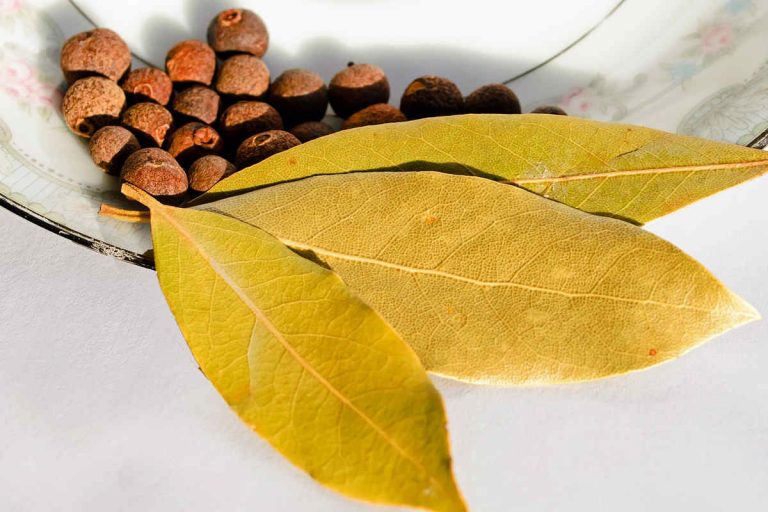 Laurel Tree Symbolism: Ultimate Guide - SimplyBeyondHerbs