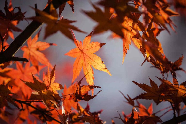 Maple Leaf Symbolism: The Ultimate Guide to the Symbol of Canada ...