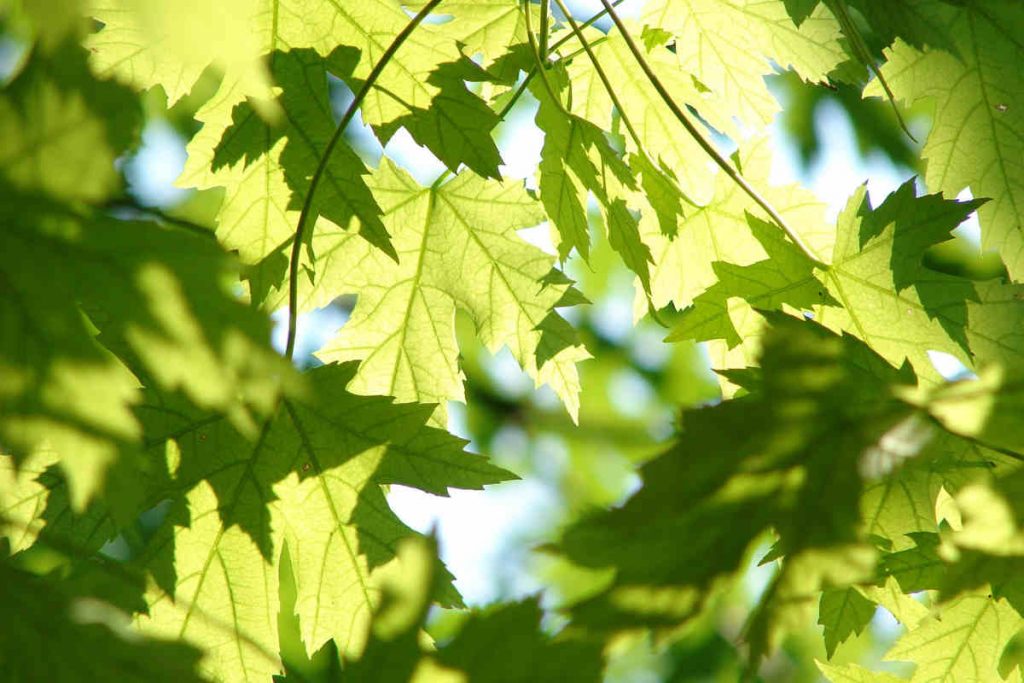 Maple Leaf Symbolism: The Ultimate Guide to the Symbol of Canada ...