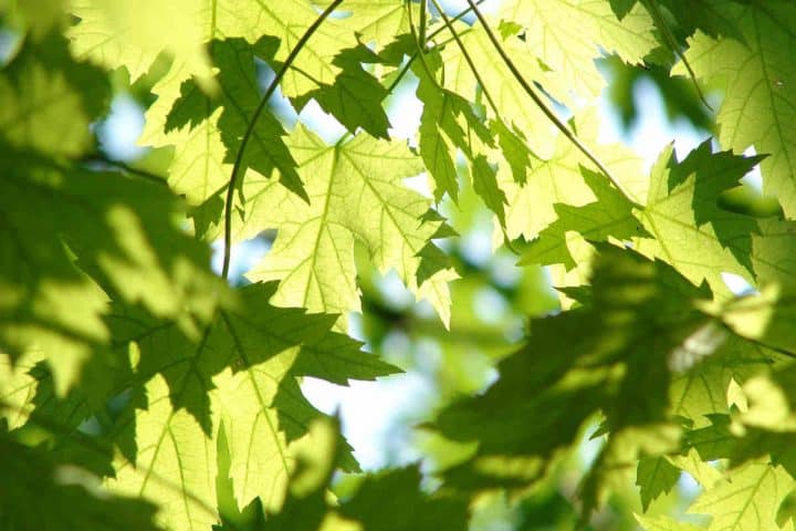 Maple Leaf Symbolism: The Ultimate Guide to the Symbol of Canada ...