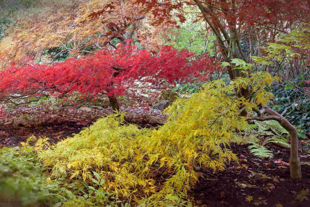 Maple Leaf Symbolism: The Ultimate Guide to the Symbol of Canada ...