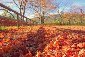 Maple Leaf Symbolism: The Ultimate Guide to the Symbol of Canada ...
