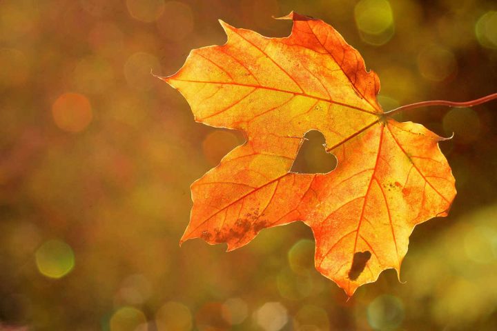 Maple Leaf Symbolism: The Ultimate Guide to the Symbol of Canada ...