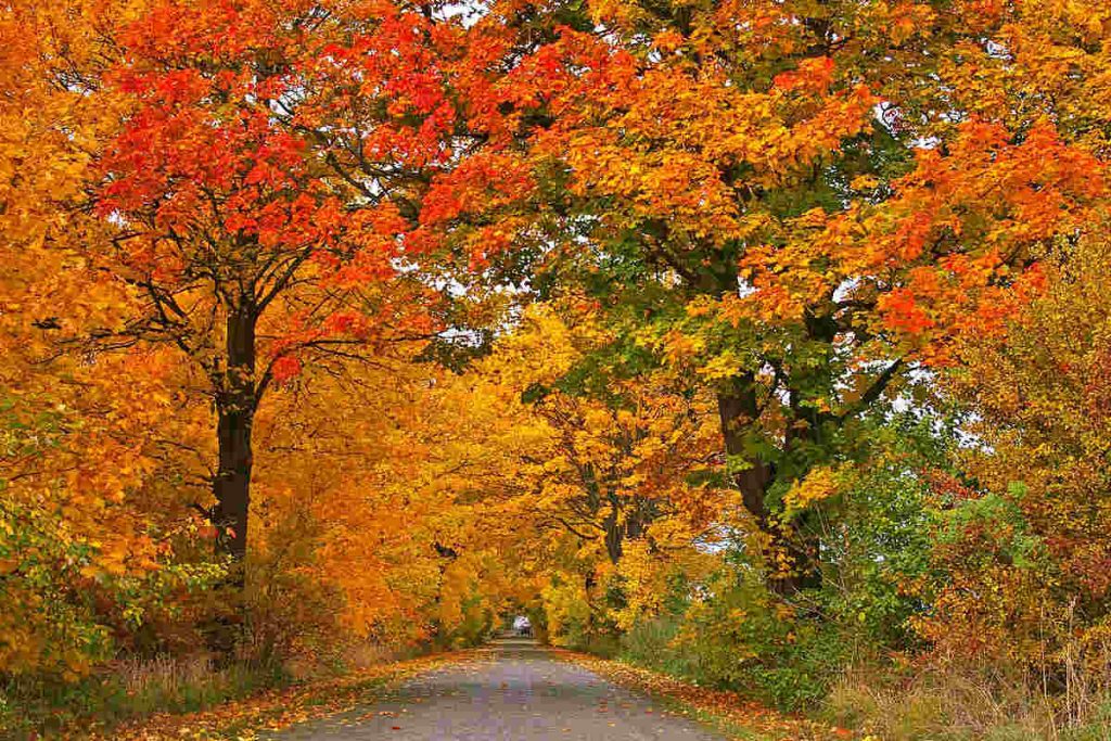 Maple Leaf Symbolism: The Ultimate Guide to the Symbol of Canada ...