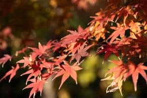 Maple Leaf Symbolism: The Ultimate Guide to the Symbol of Canada ...