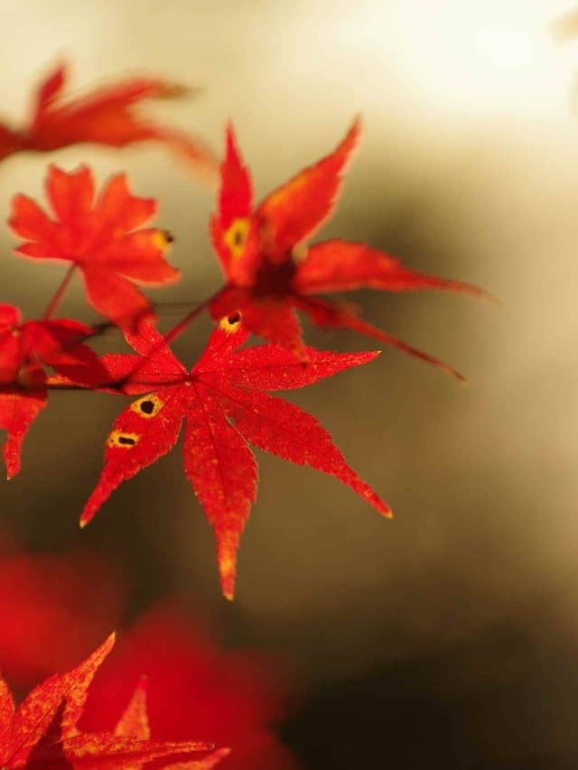 Maple Leaf Symbolism: The Ultimate Guide to the Symbol of Canada ...