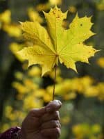 Maple Leaf Symbolism: The Ultimate Guide to the Symbol of Canada ...