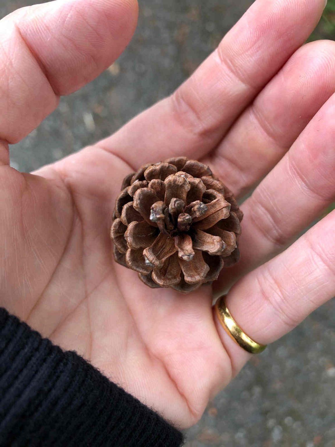 Pine Cone Symbolism and Meaning Uncovered: Ultimate Guide ...