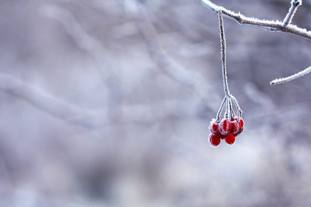 Winter Symbolism: The guide to the meaning of the winter season ...
