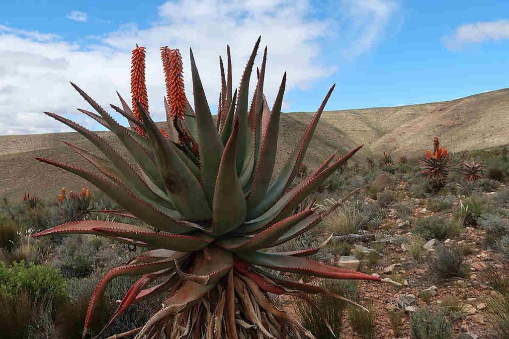 40+ Plants that look like aloe vera: Ultimate Collection ...
