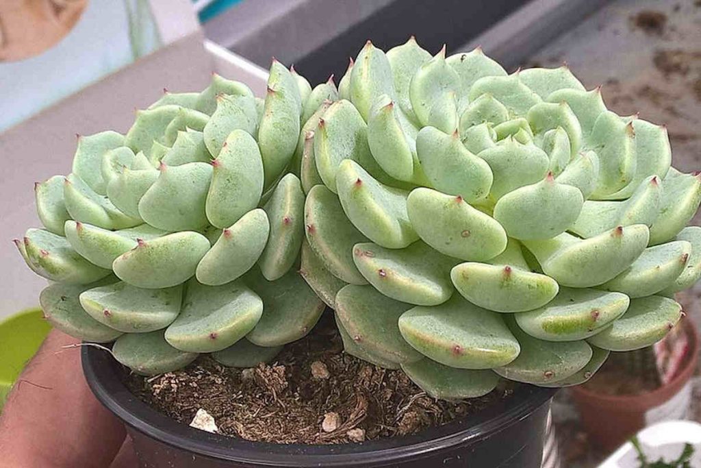 40+ Plants that look like aloe vera: Ultimate Collection ...