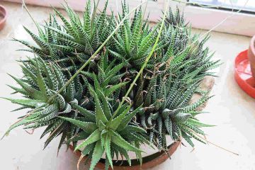 40+ Plants that look like aloe vera: Ultimate Collection ...