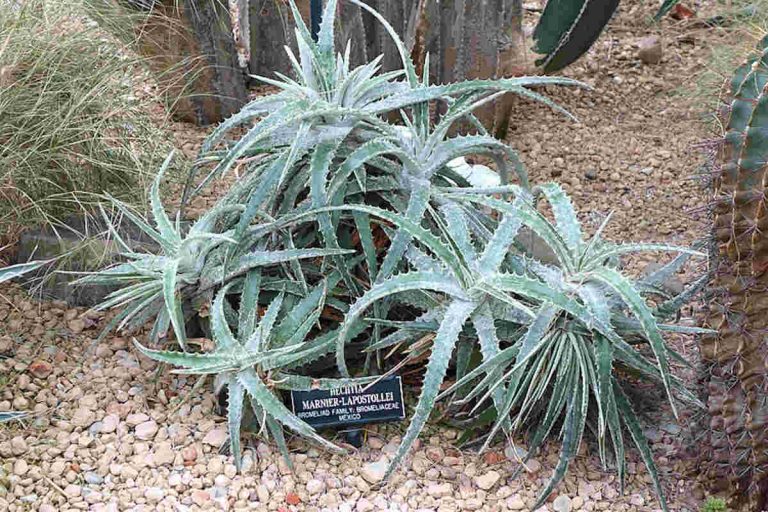 40+ Plants that look like aloe vera: Ultimate Collection ...